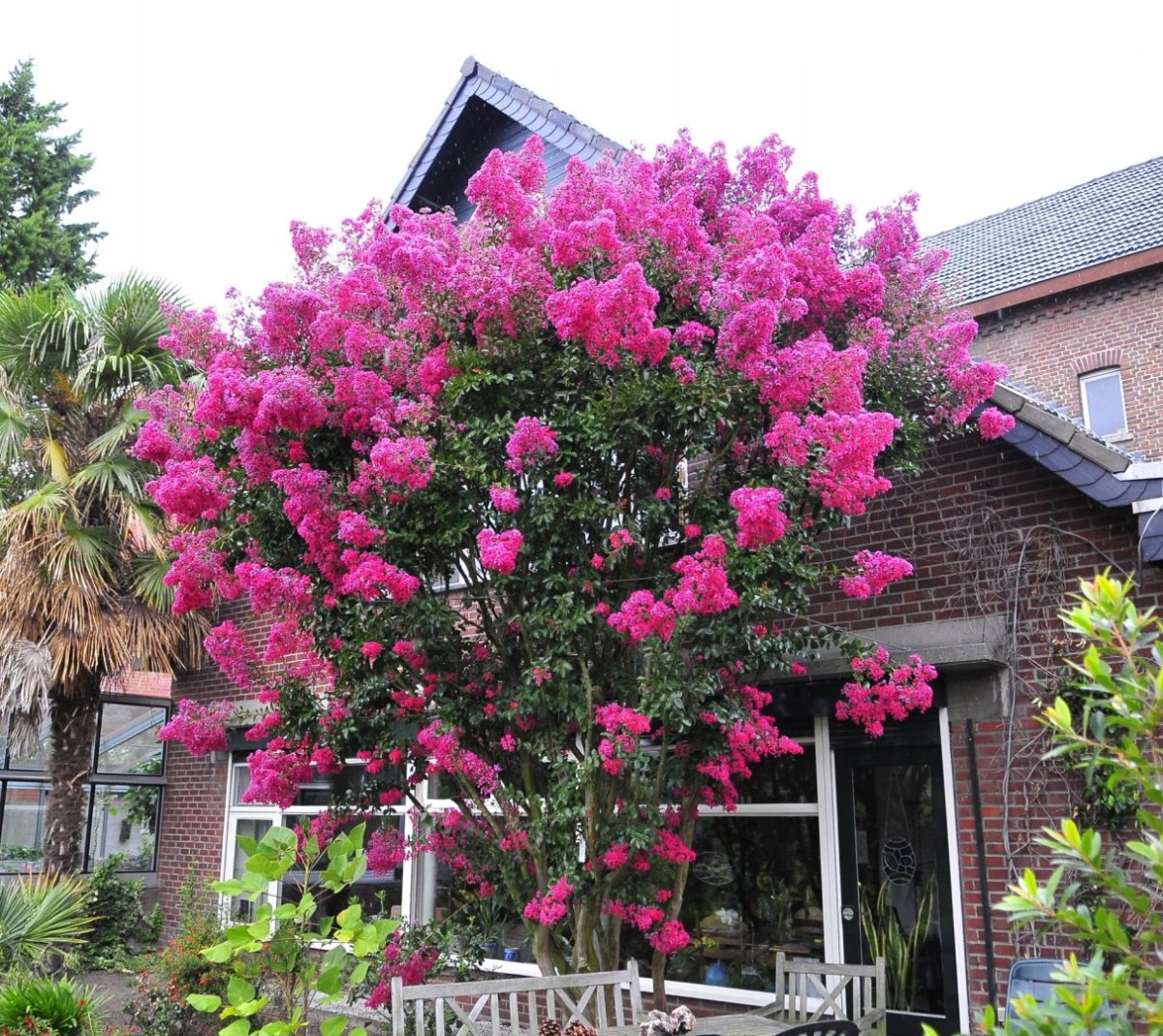 Lagerstroemia PETITE PINK DŁUGO PIĘKNIE Kwitnie doniczka 1L